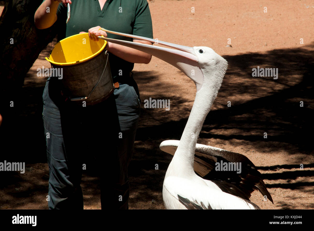 Playful Australian Pelican Stock Photo - Alamy