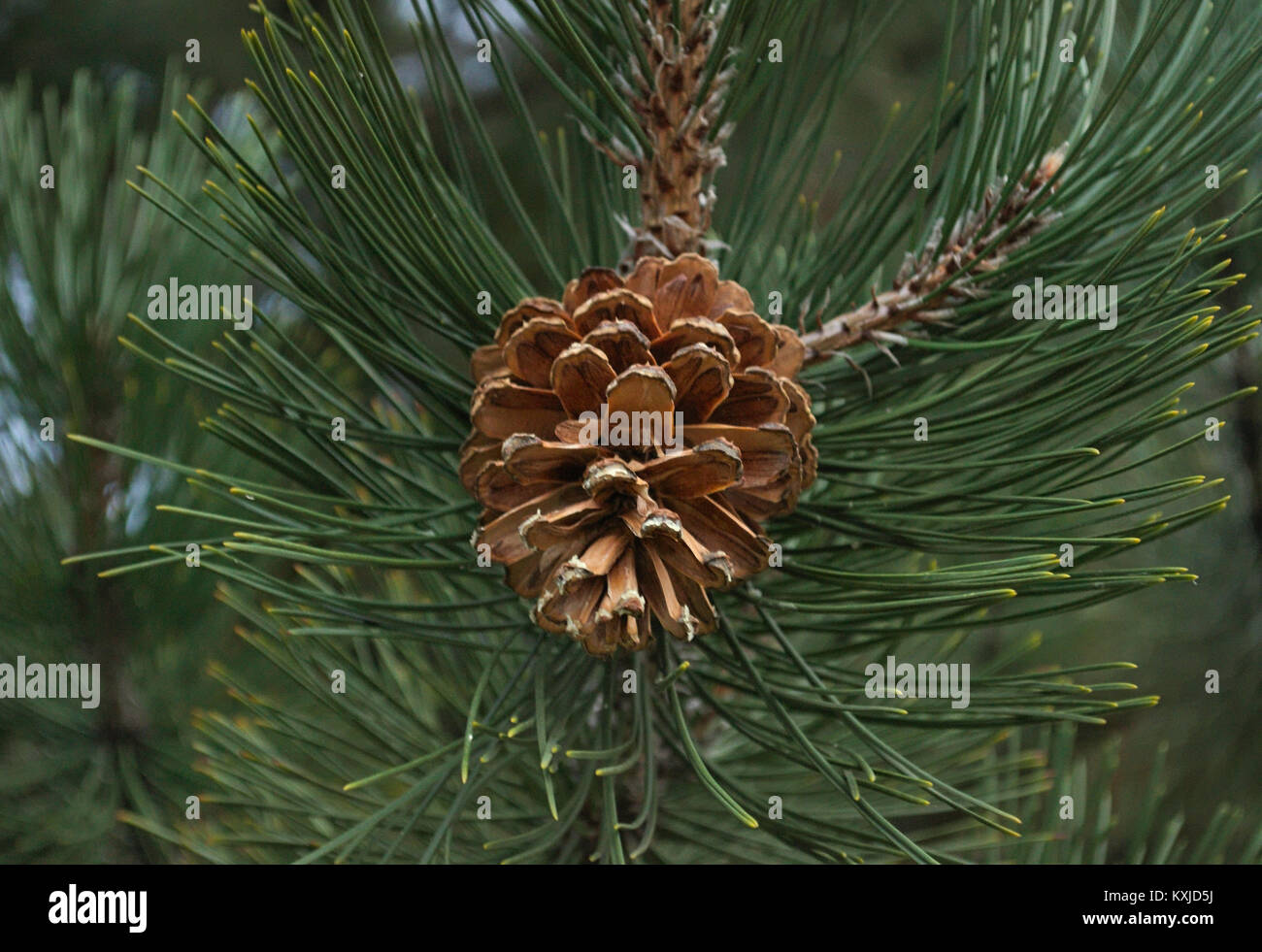 Cone of tree hi-res stock photography and images - Alamy