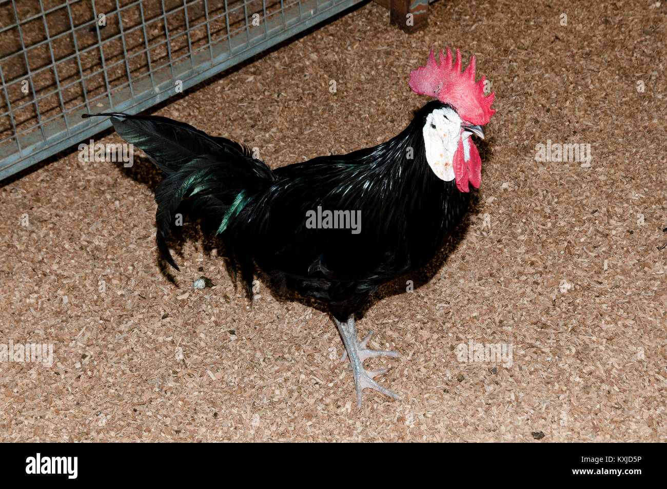 White Faced Black Spanish Chicken Stock Photo - Alamy