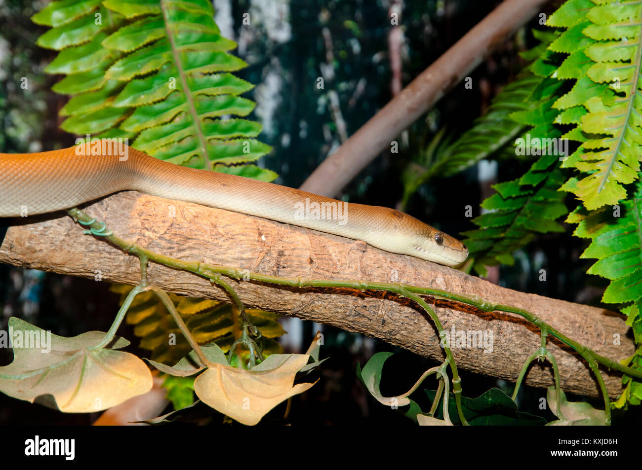 Brown and yellow snake hi-res stock photography and images - Alamy