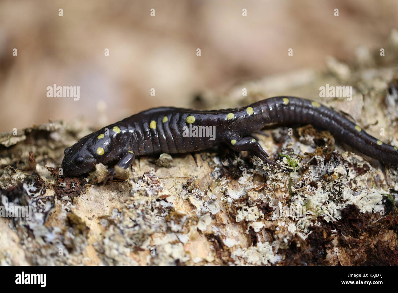 A beautiful Spotted salamander on a log Stock Photo - Alamy