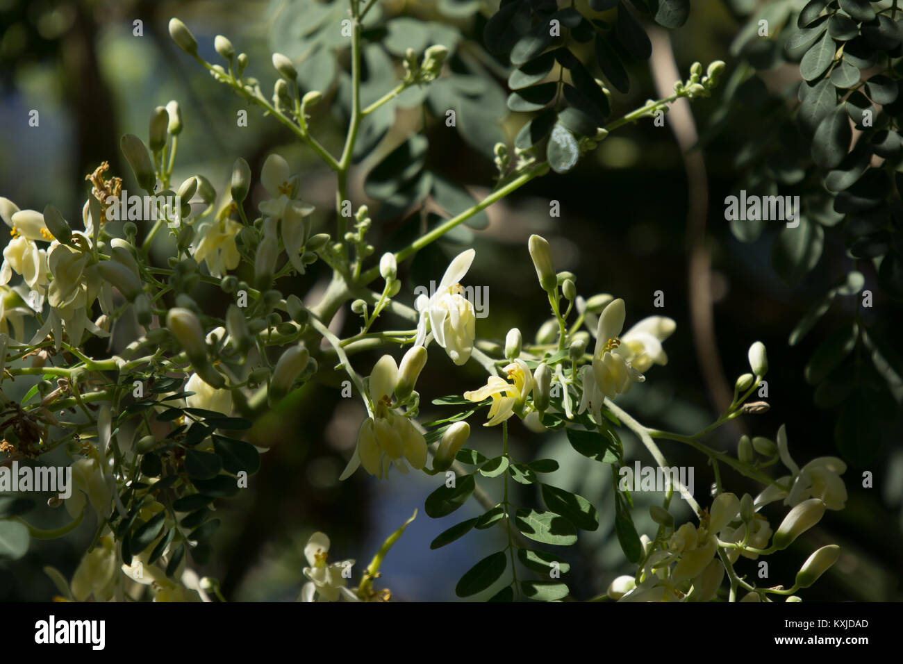 Close up White flower of Horse radish tree Stock Photo - Alamy