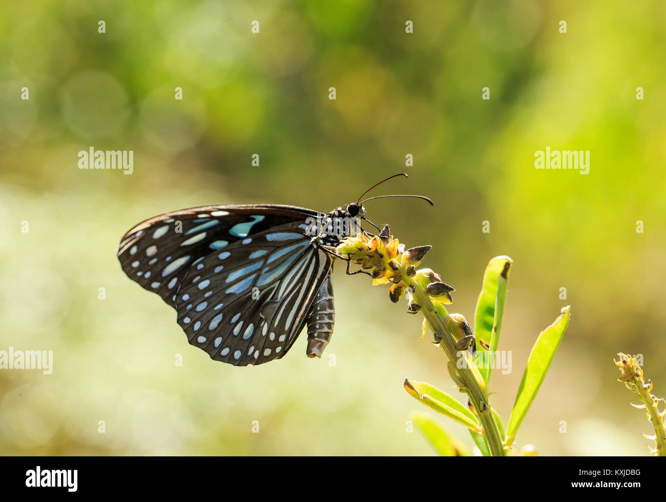 Blue tiger butterflies tirumala hi-res stock photography and images - Alamy
