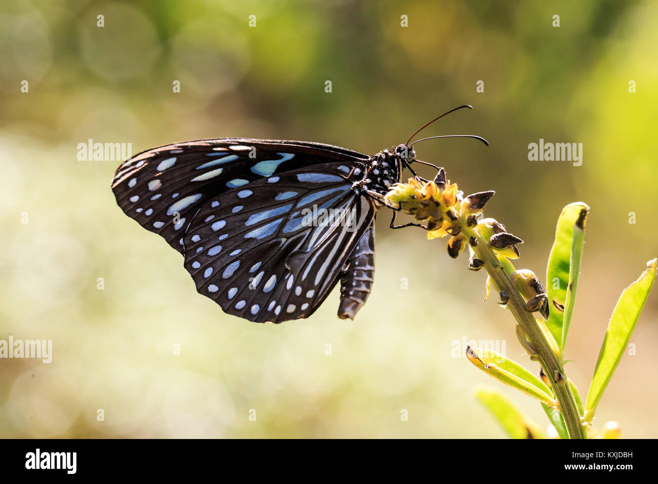 Butterflies of south india hi-res stock photography and images - Alamy