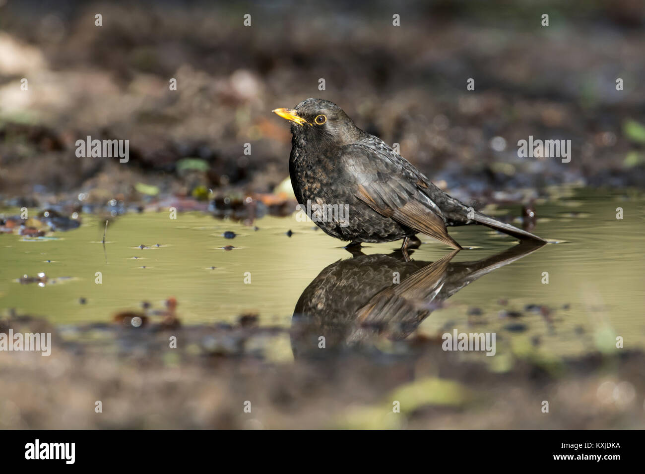 Young male blackbird (Turdus merula) in a puddle. The bird is moulting ...