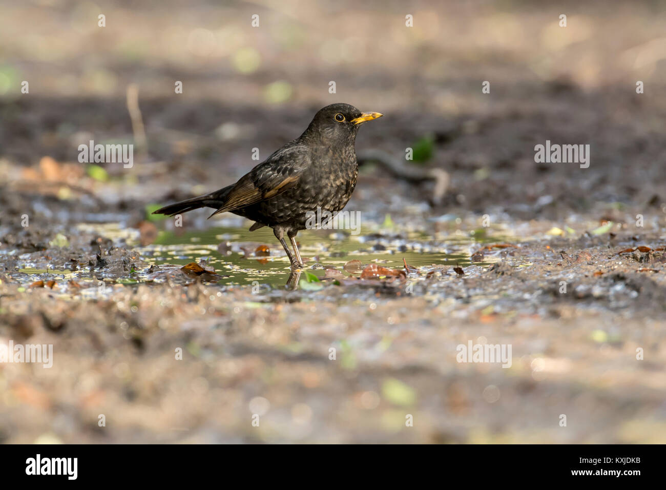 Young male blackbird (Turdus merula) in a puddle. The bird is moulting ...