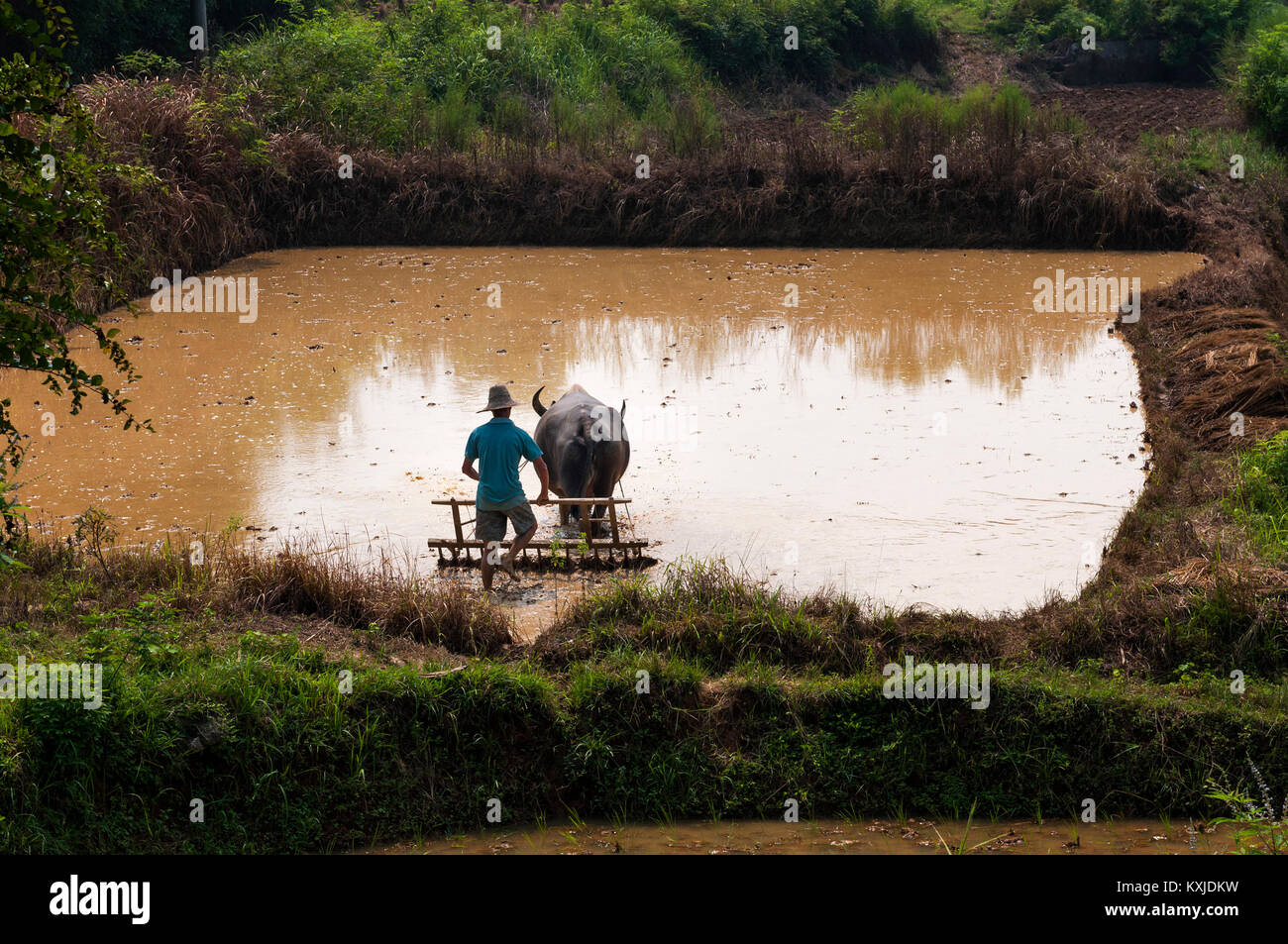 Yangshuo, China - August 2, 2012: Man plowing a rice paddy with a water ...
