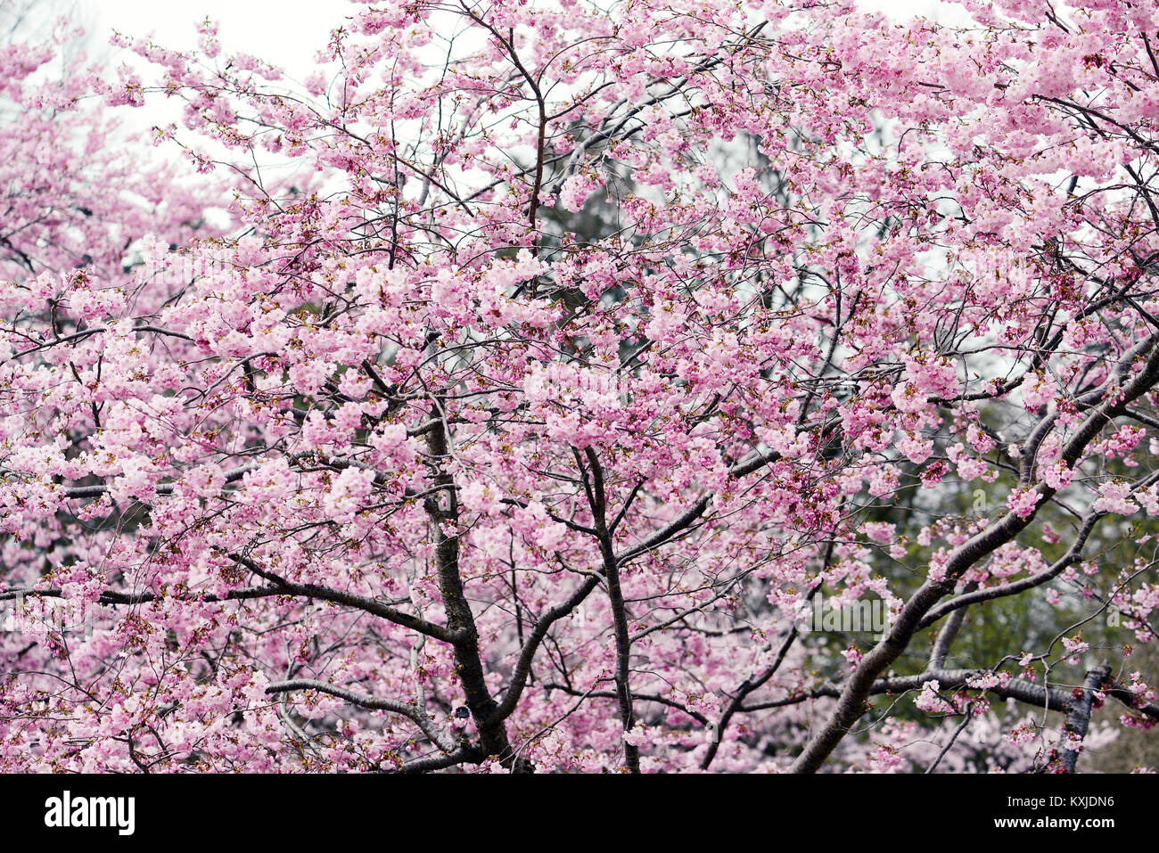 Japanese blossom tree hi-res stock photography and images - Alamy