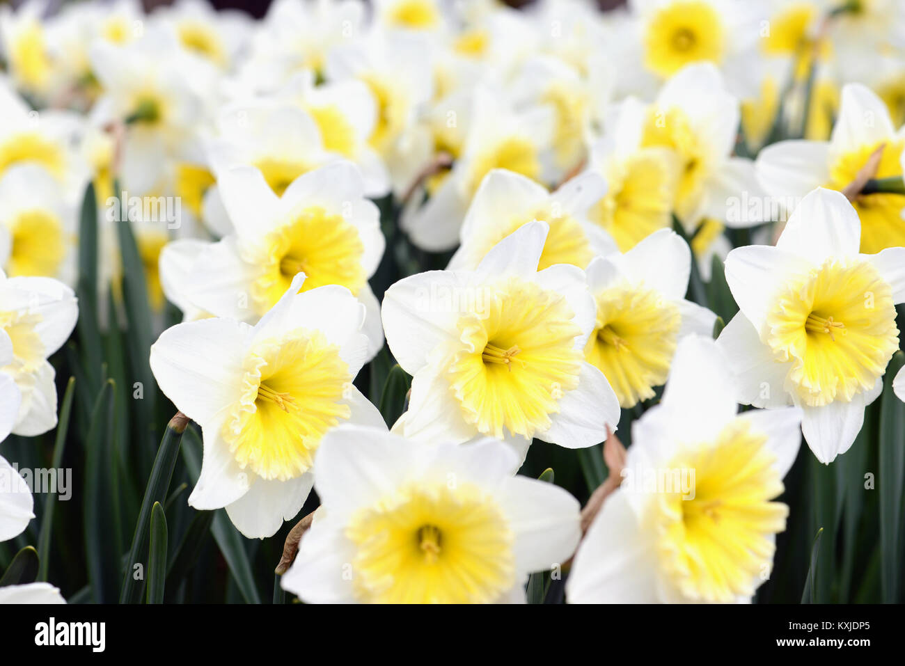 group of white Daffodil with central yellow corona in flowerbed Stock ...