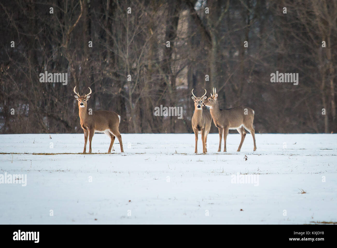 White tailed deer group park hi-res stock photography and images - Alamy