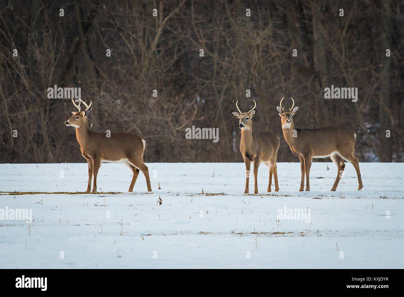 White tailed deer group park hi-res stock photography and images - Alamy