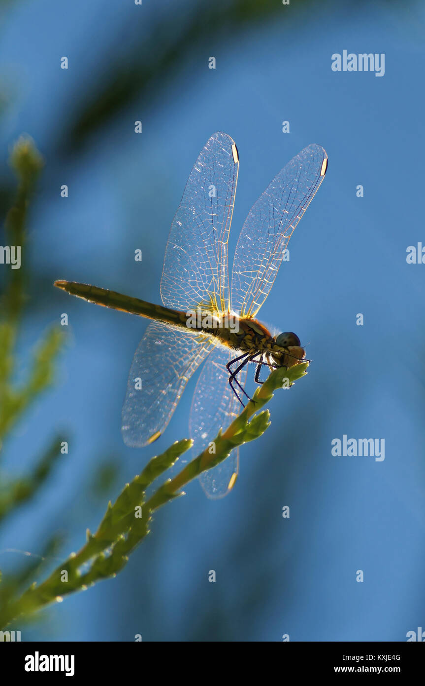 Dragonfly standing on a green Cypress in the southern France Stock ...