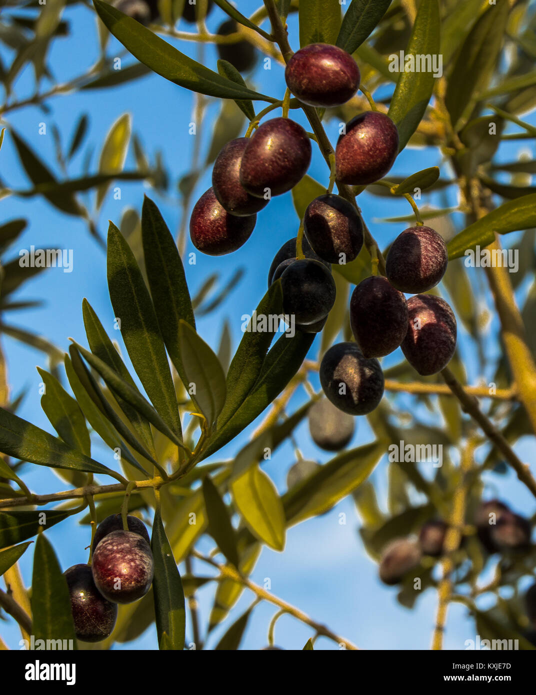 Black olives tree background in autumn with sky background in Andalusia ...