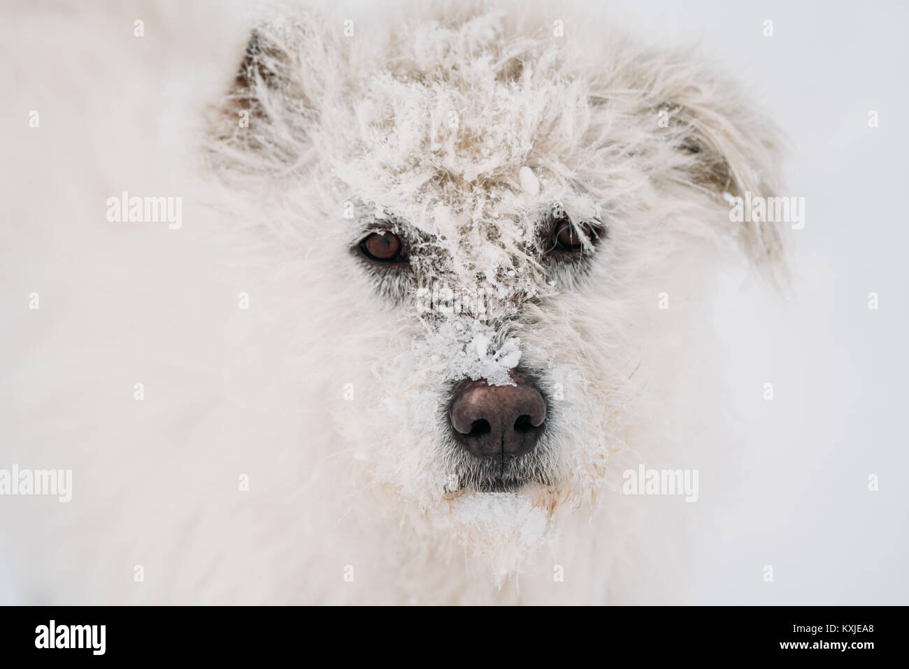 Dog with snow on fur hi-res stock photography and images - Alamy