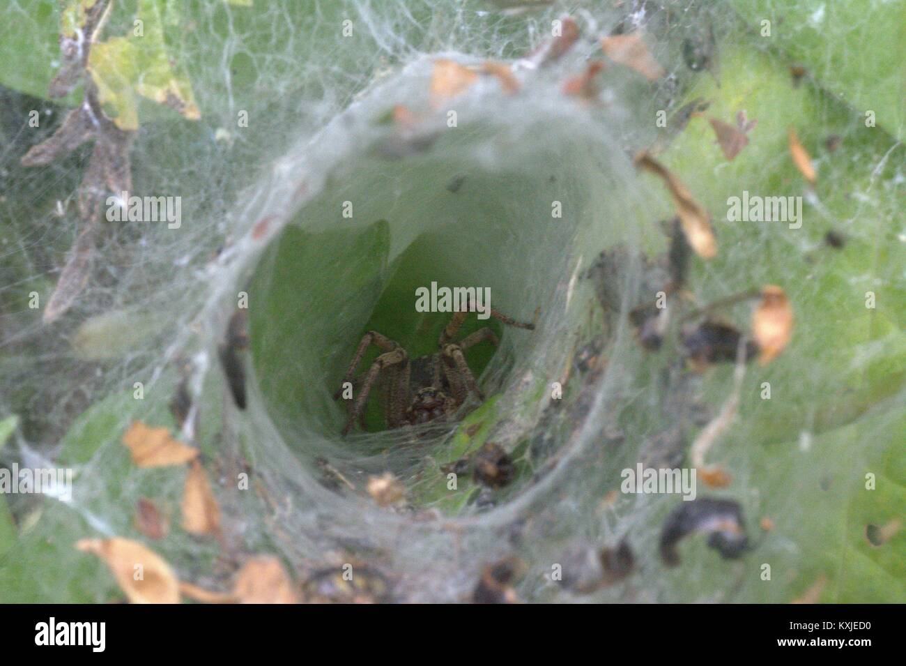 Tunnel spider in web hi-res stock photography and images - Alamy