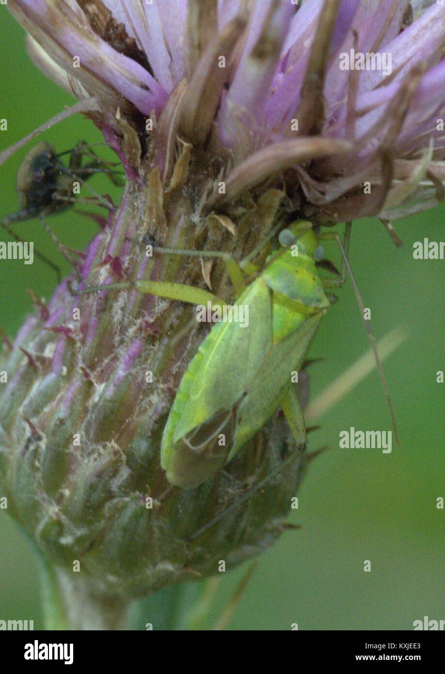 Purple thistle head with large bugs hi-res stock photography and images ...