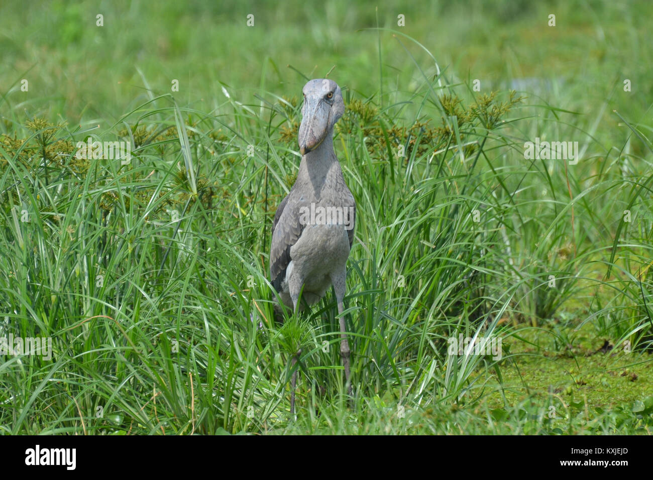 Lago alberto hi-res stock photography and images - Alamy