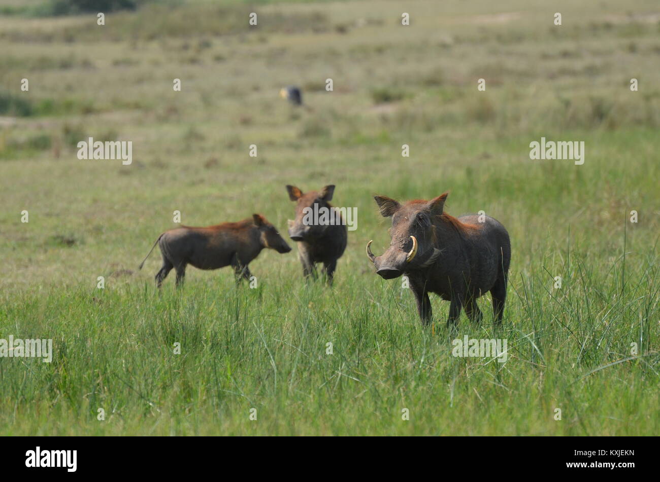 Facocero hi-res stock photography and images - Alamy