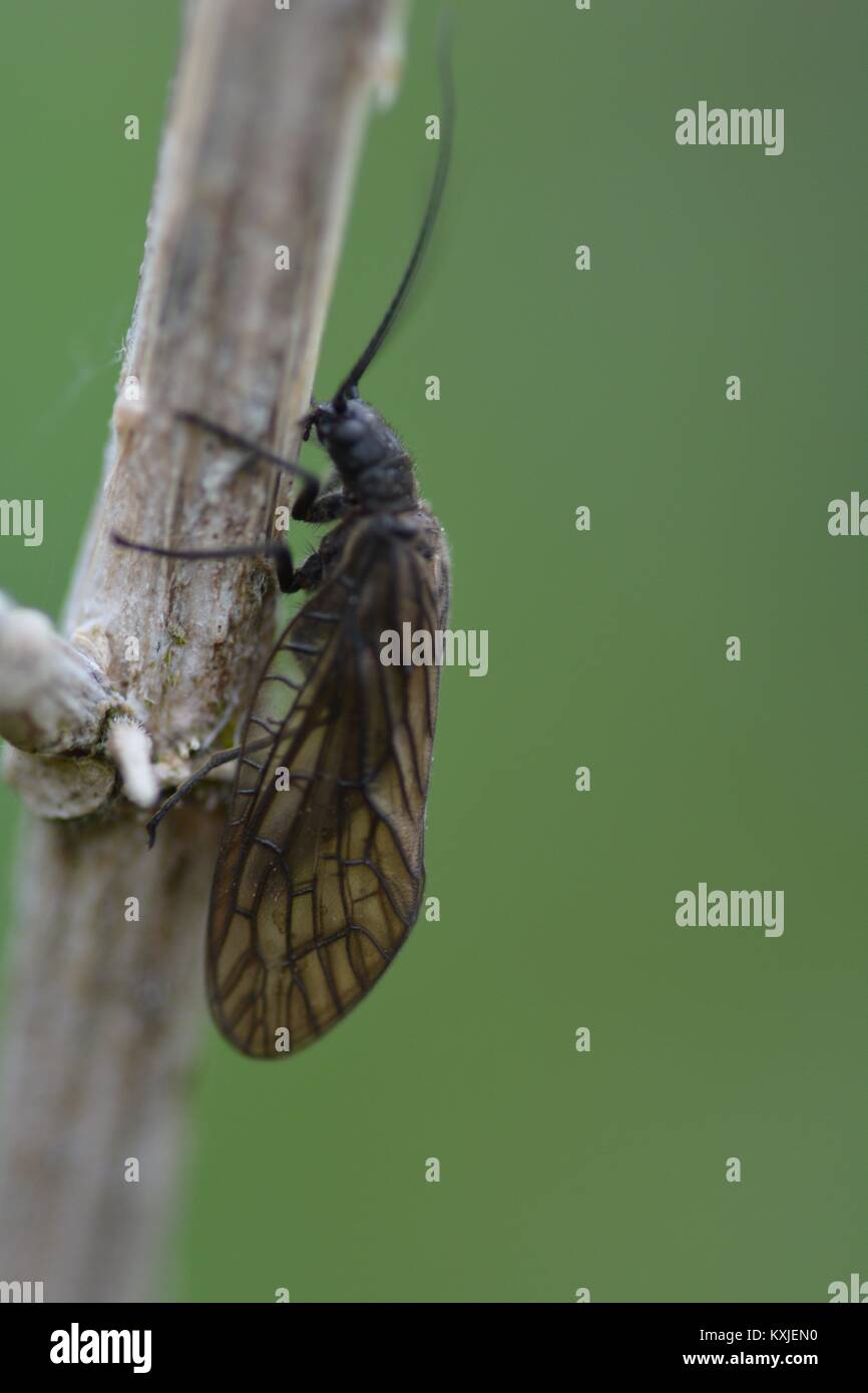 Megaloptera hi-res stock photography and images - Alamy