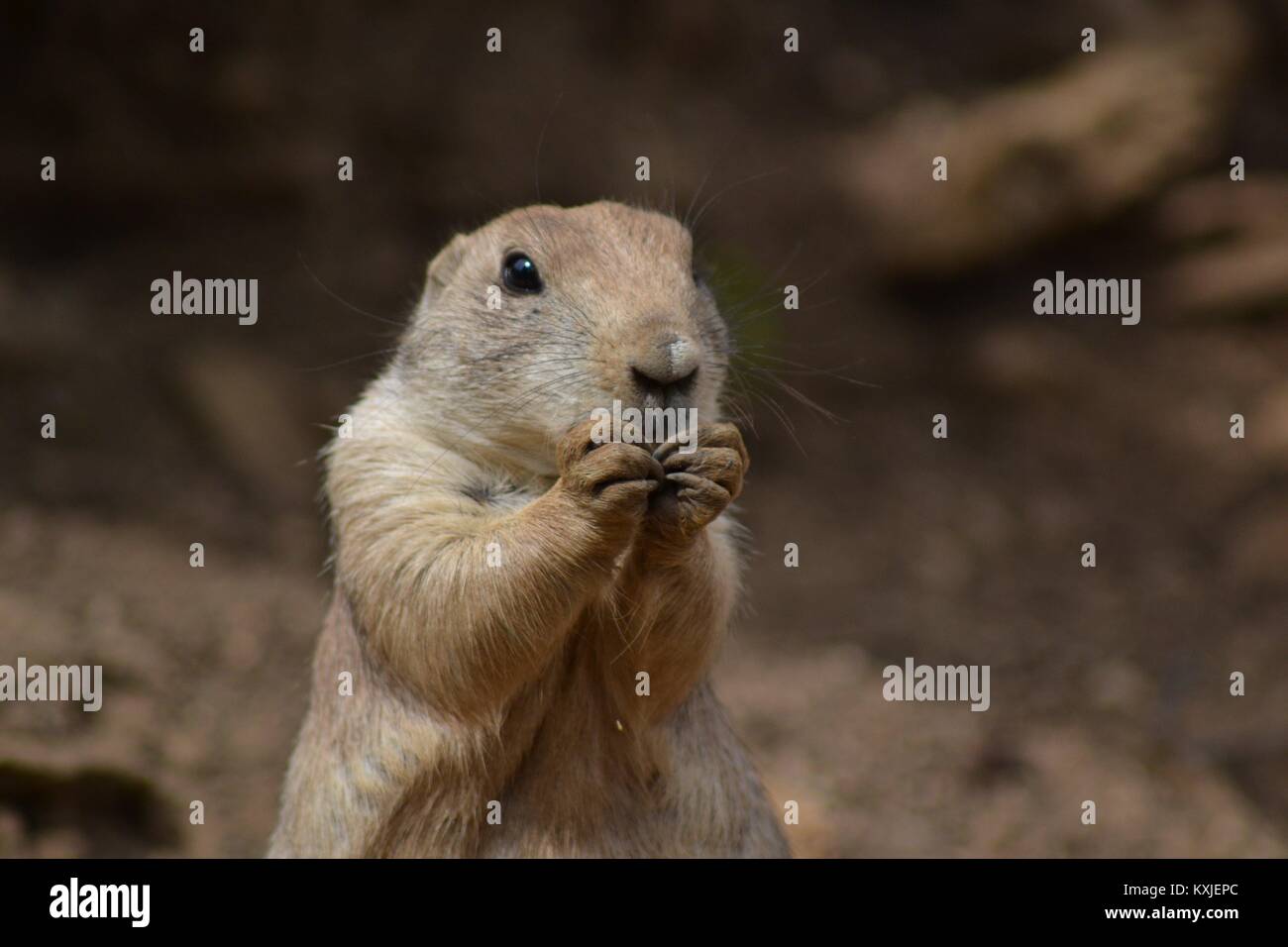 Head and shoulder gopher hi-res stock photography and images - Alamy