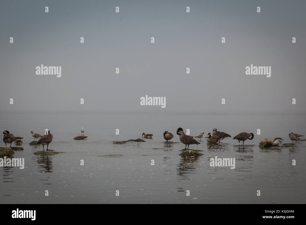 Canada cranes birds hi-res stock photography and images - Alamy