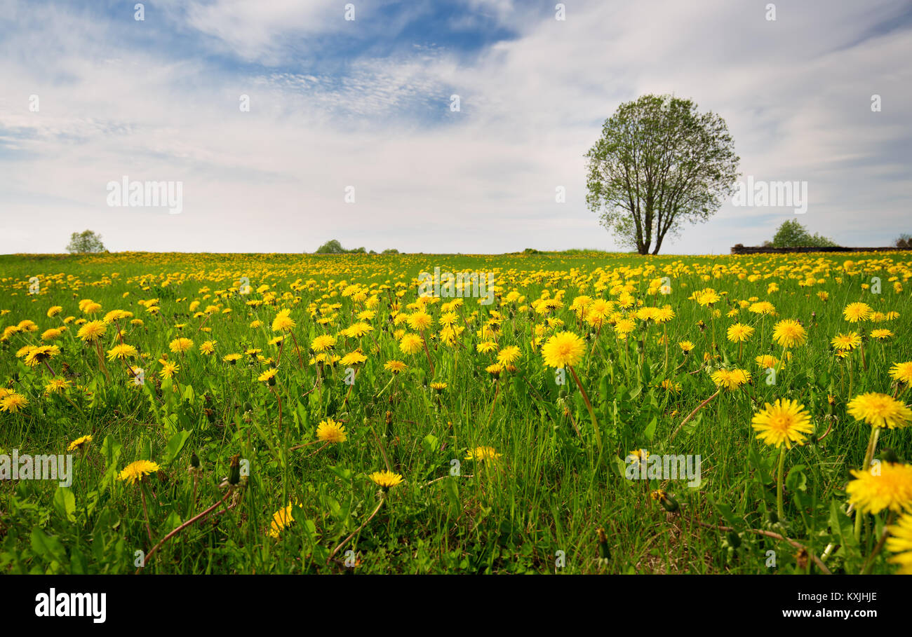 Field with dandelions and blue sky Stock Photo - Alamy