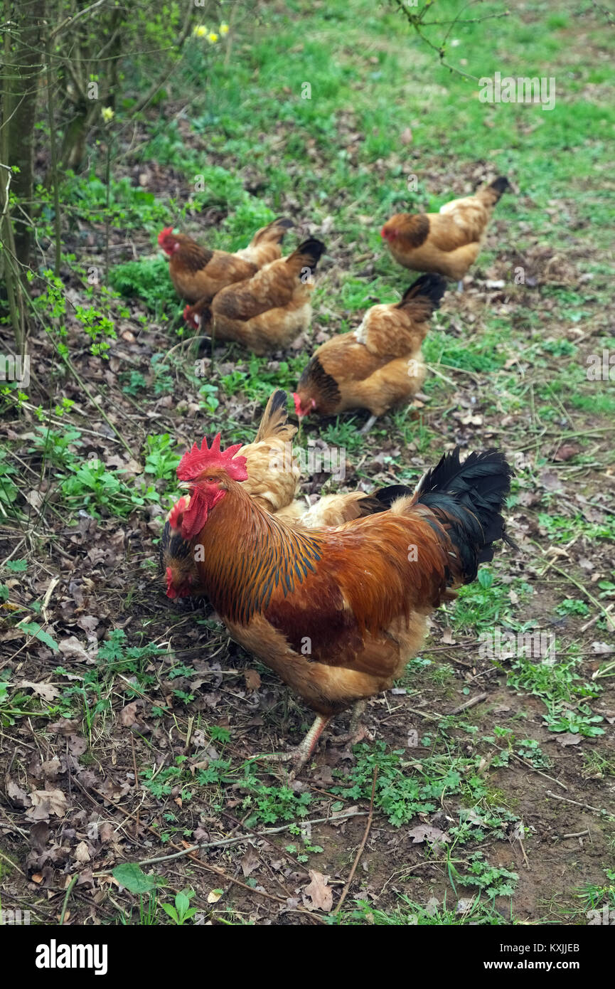 Buff Sussex hens and rooster foraing at the base of a garden hedge ...