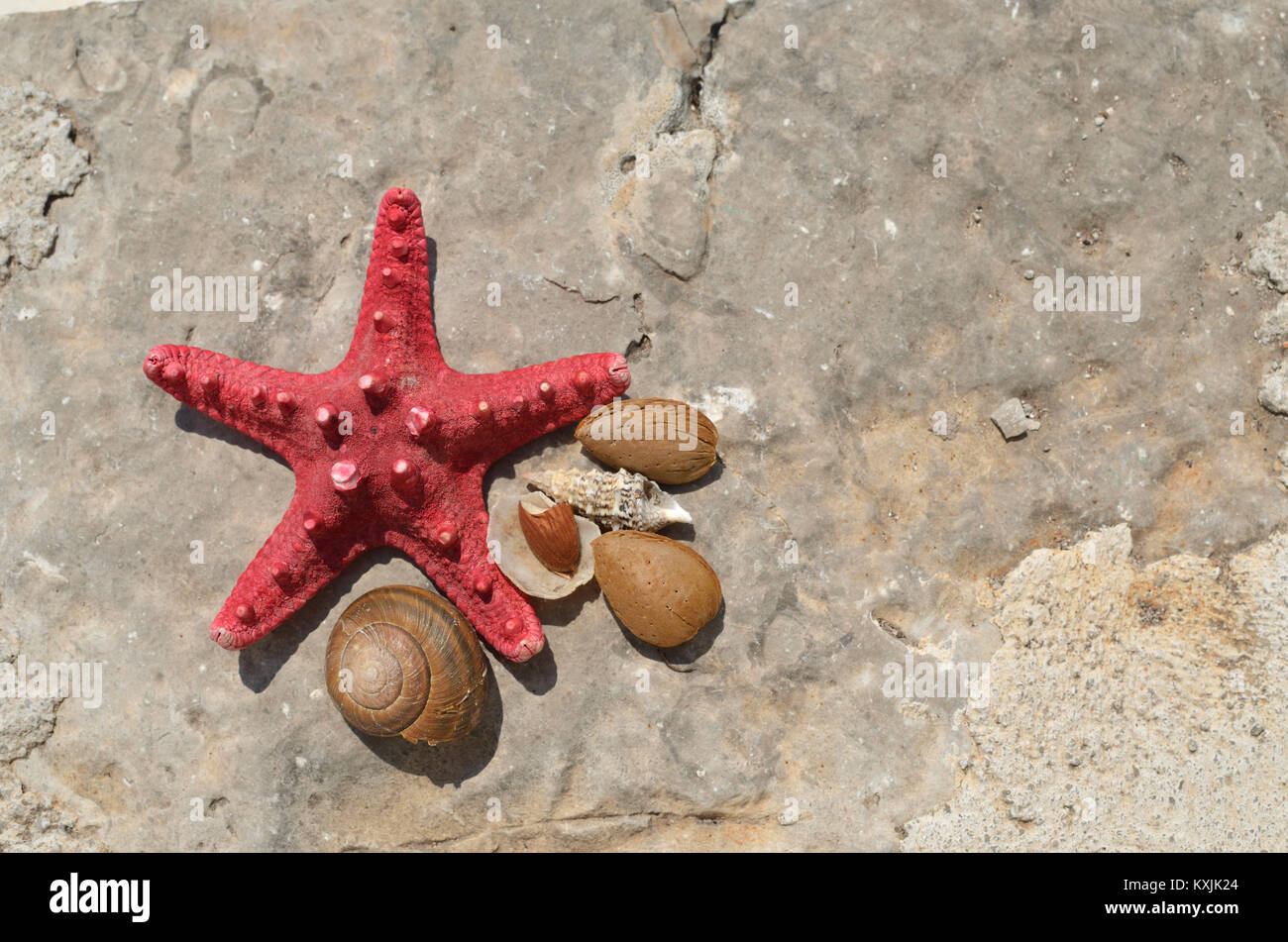 Red sea star with sea snails shells on a rock surface Stock Photo - Alamy