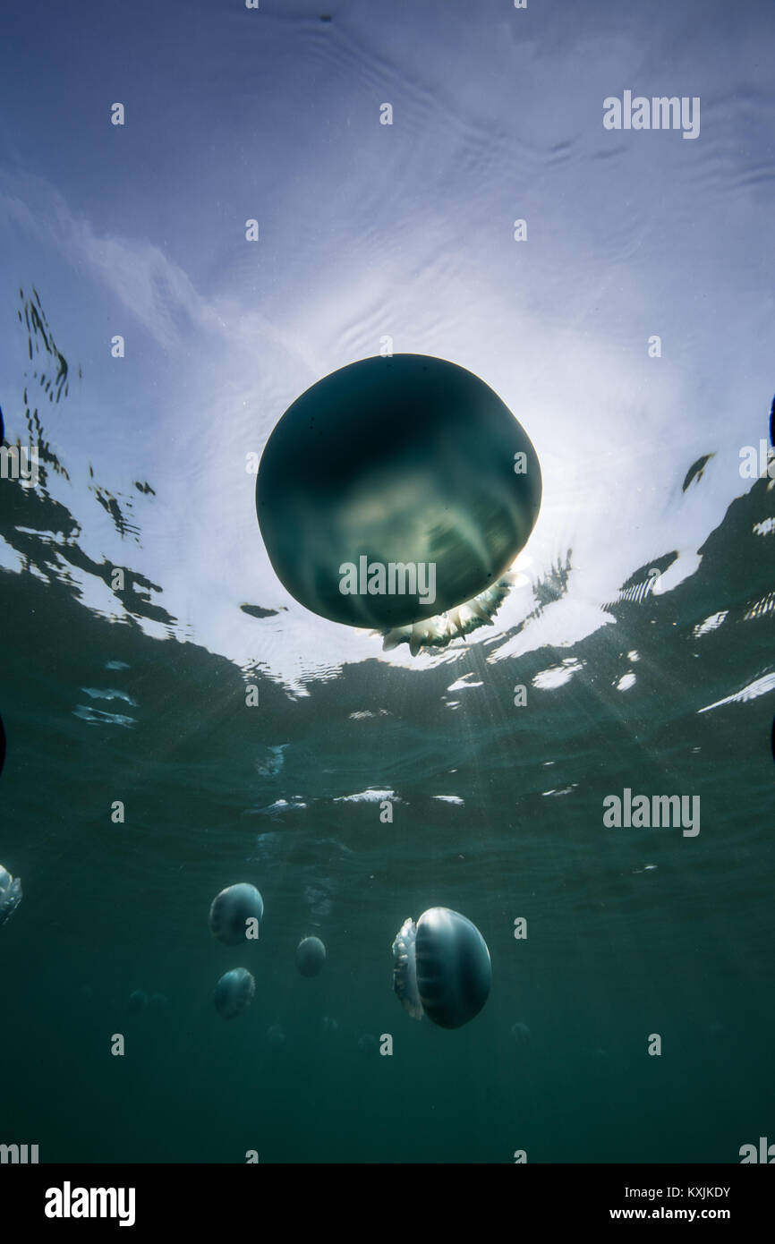 Cannonball jellyfish (Stomolophus meleagris), in ocean, underwater view ...