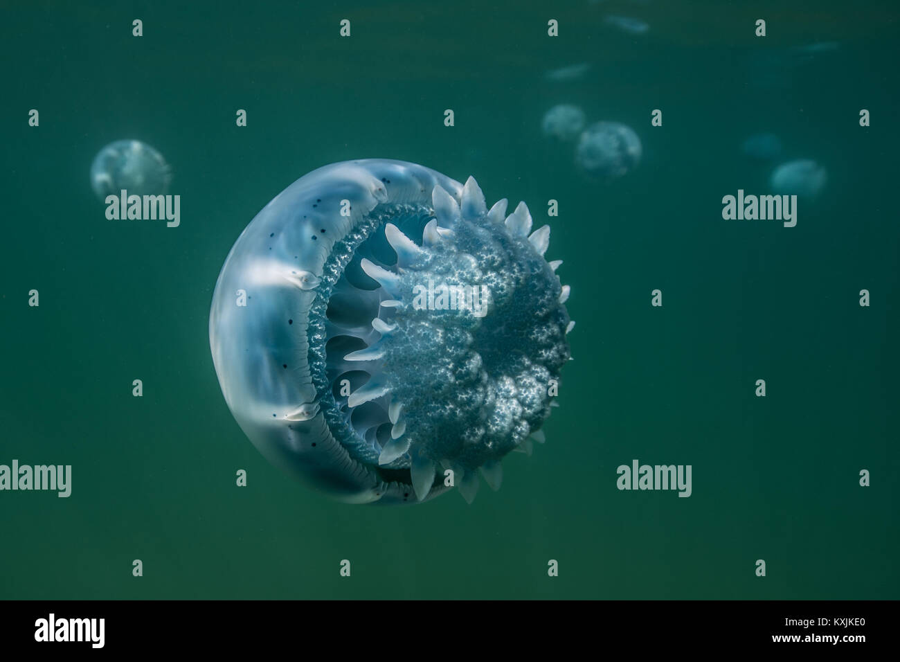Cannonball jellyfish (Stomolophus meleagris), in ocean, underwater view ...
