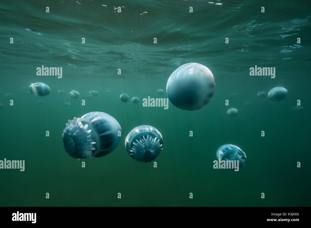 Cannonball jellyfish (Stomolophus meleagris), in ocean, underwater view ...