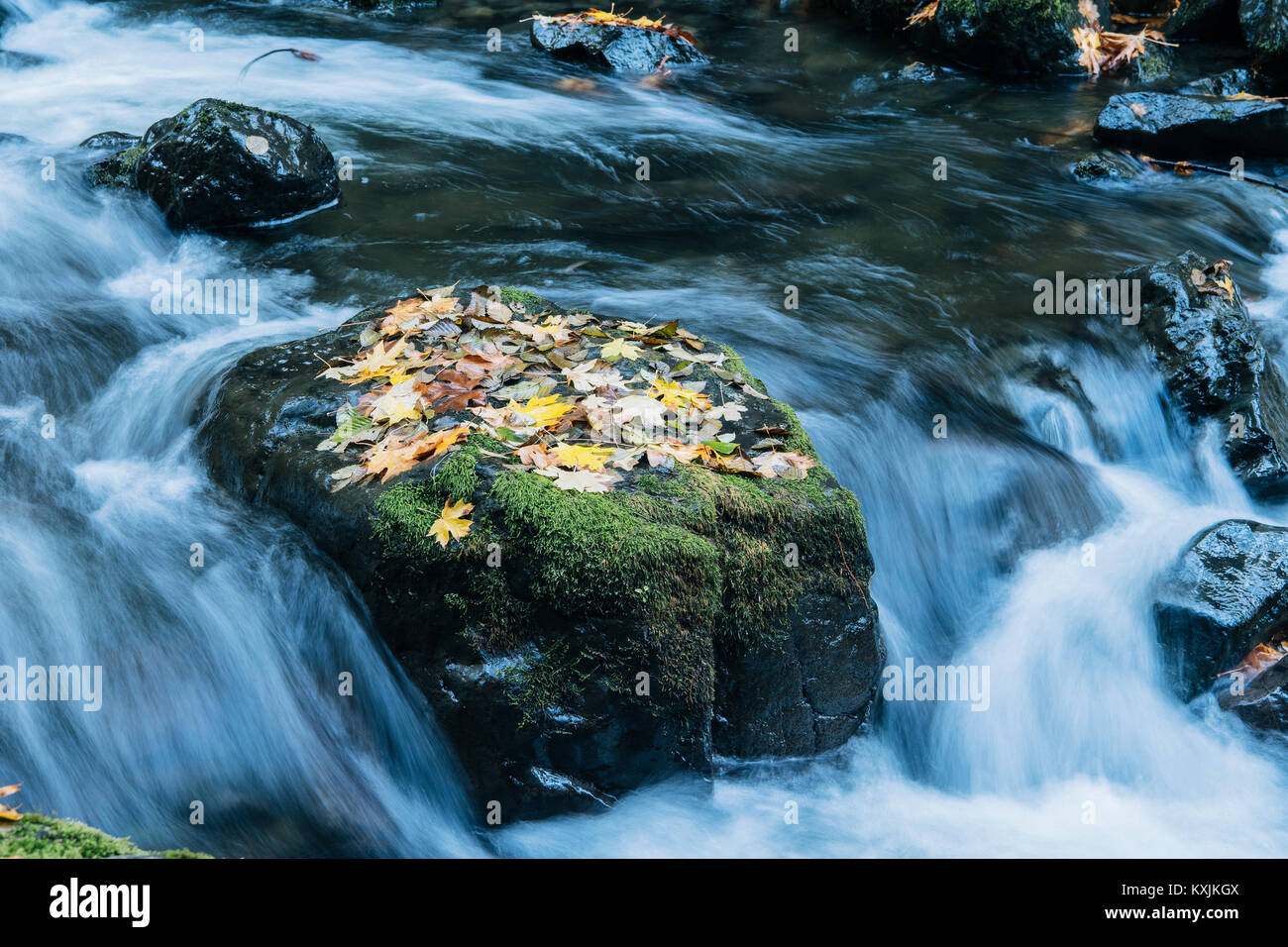 River running over mossy rocks in forest Stock Photo - Alamy