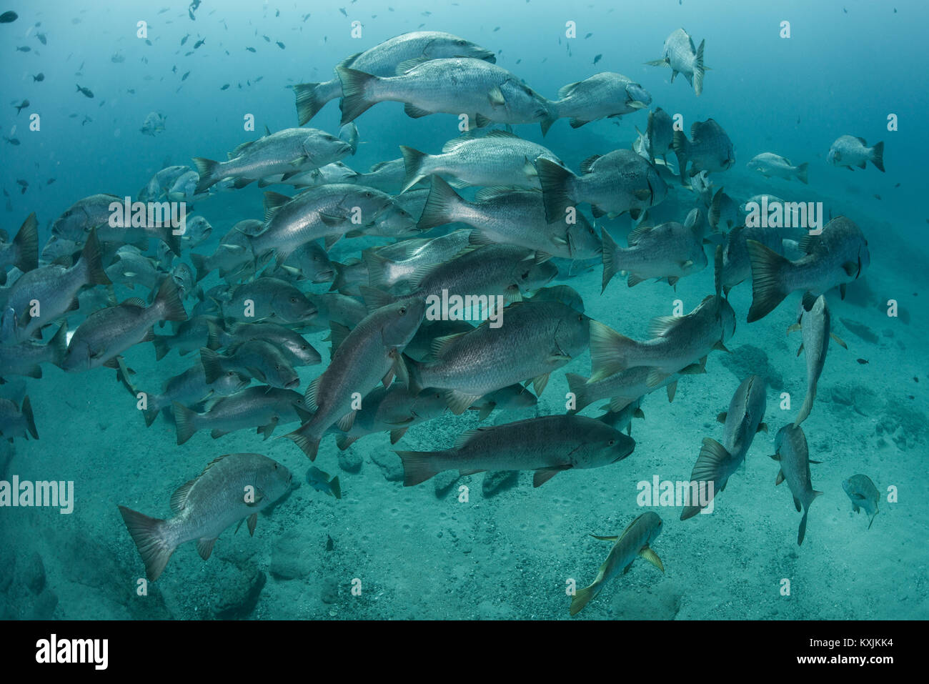 Snapper in ocean, Punta Baja, Baja California, Mexico Stock Photo - Alamy