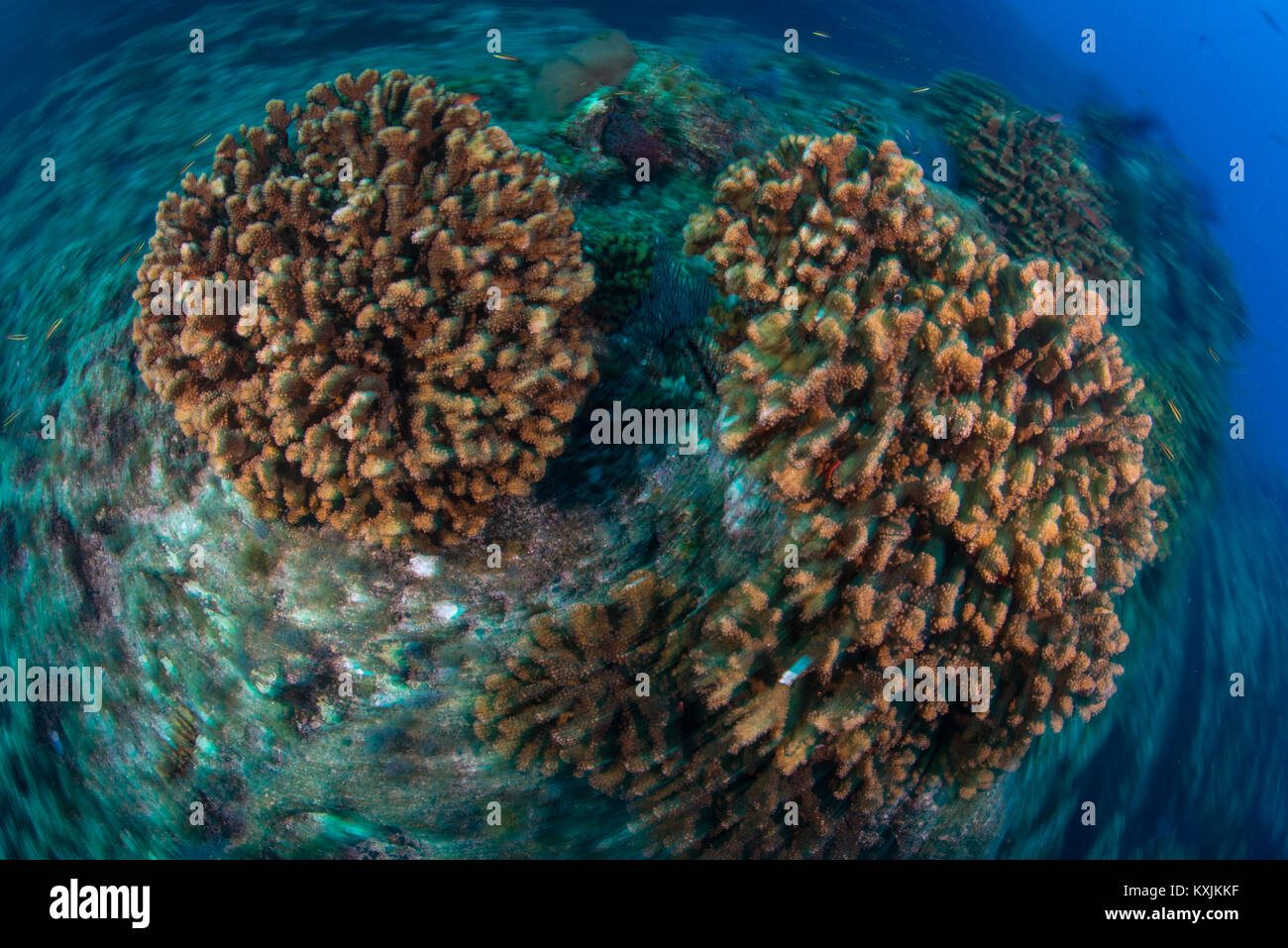 Cabo Pulmo, Punta Baja, Baja California, Mexico Stock Photo - Alamy