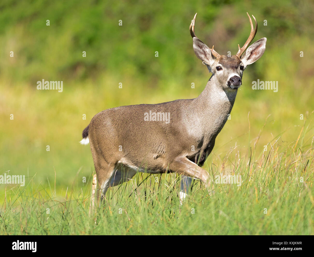 Mule deer buck (Odocoileus hemionus) in grassland, Point Reyes National ...