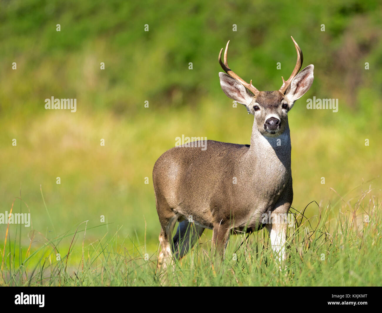 Portrait of mule deer buck (Odocoileus hemionus) in grassland, Point ...