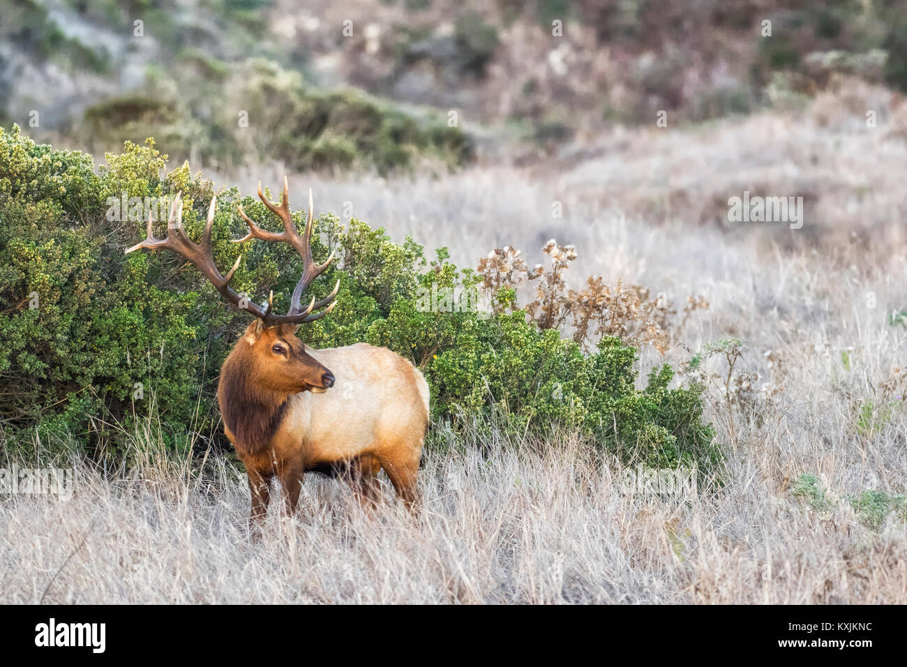 Tule elk buck (Cervus canadensis nannodes) looking back in long grass ...