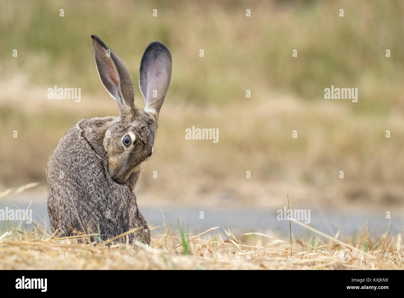 Black tailed jackrabbit american desert hare hi-res stock photography ...