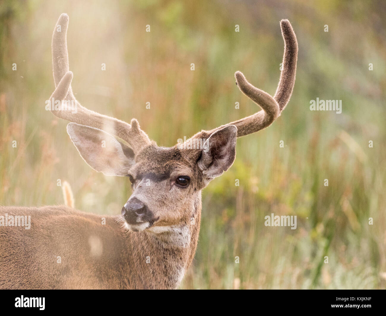 Mule deer buck (Odocoileus hemionus) looking over his shoulder, Point ...