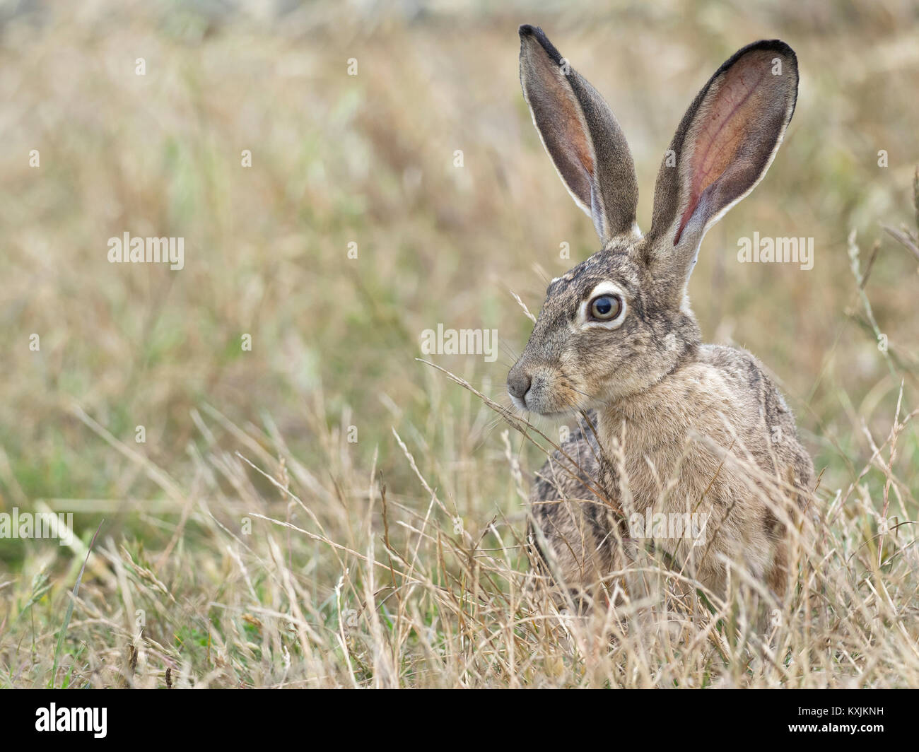 Black tailed jackrabbit lepus californicus hi-res stock photography and ...