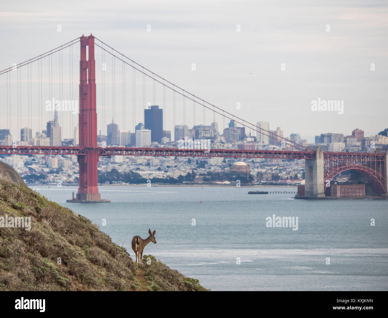 Golden Gate Bridge, Mule Deer (Odocoileus hemionus) in foreground, San ...