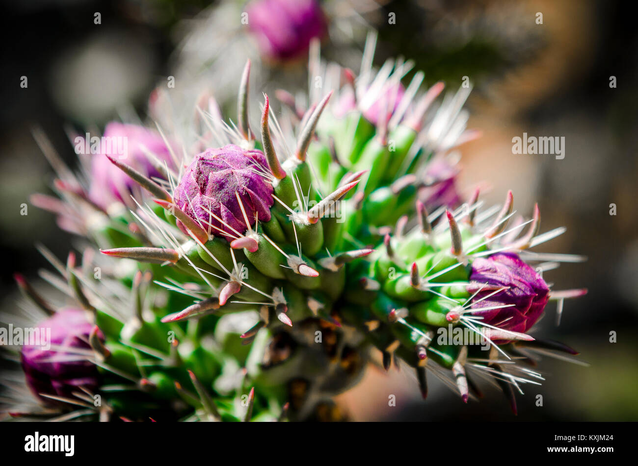 Pink flowers on a cactus plant in Northern Cyprus Stock Photo - Alamy