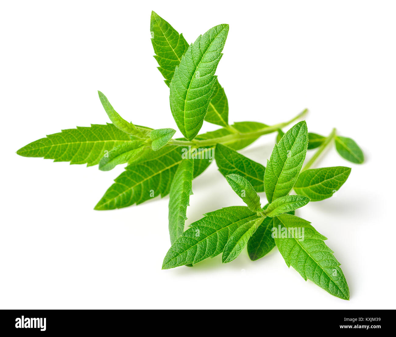 Verbena leaf hi-res stock photography and images - Alamy