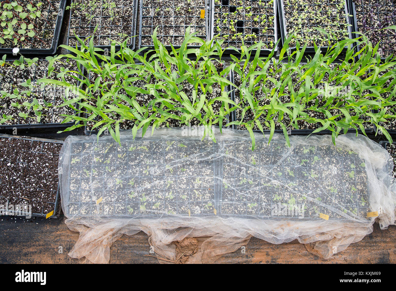 Seed tray hi-res stock photography and images - Alamy