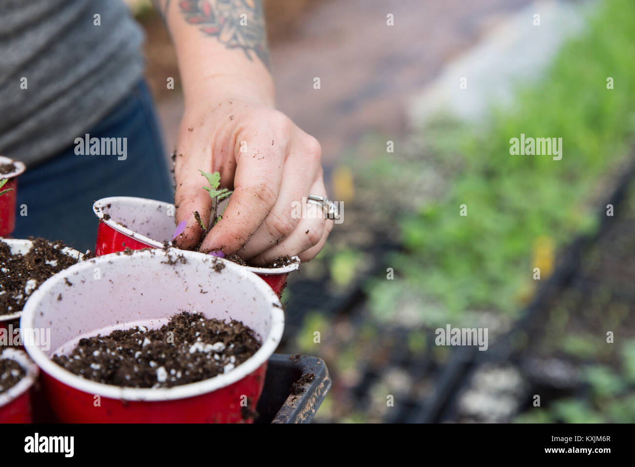 Woman growing seedlings hi-res stock photography and images - Alamy