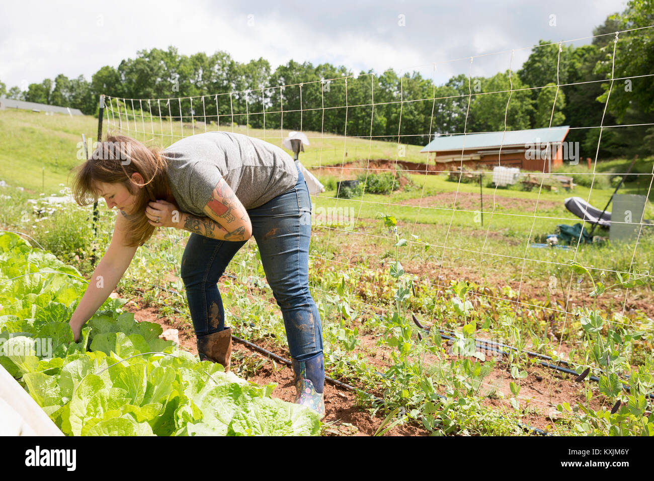 Woman tending to vegetables in vegetable garden Stock Photo - Alamy