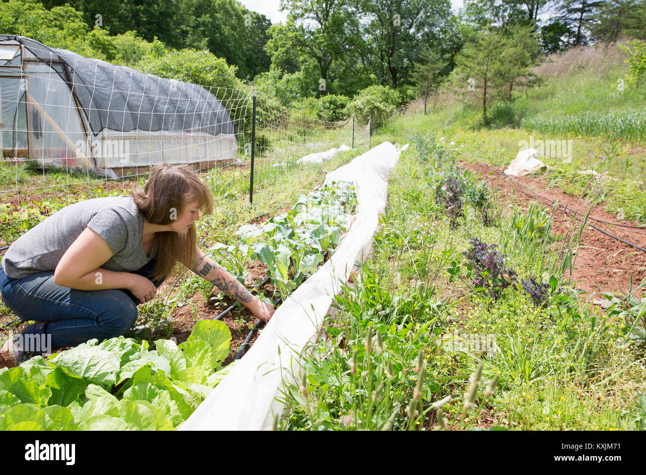 Woman tending to vegetables in vegetable garden Stock Photo - Alamy