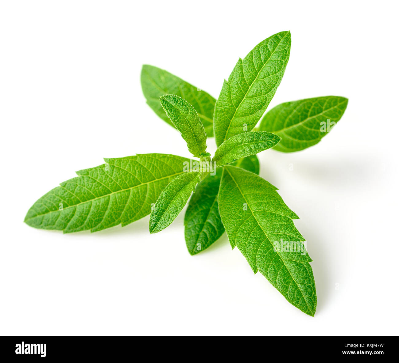 Verbena leaf hi-res stock photography and images - Alamy