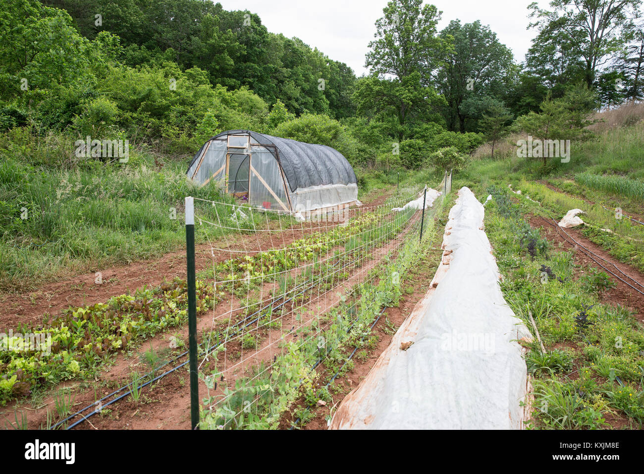 Polytunnel and rows of vegetables in vegetable garden Stock Photo - Alamy