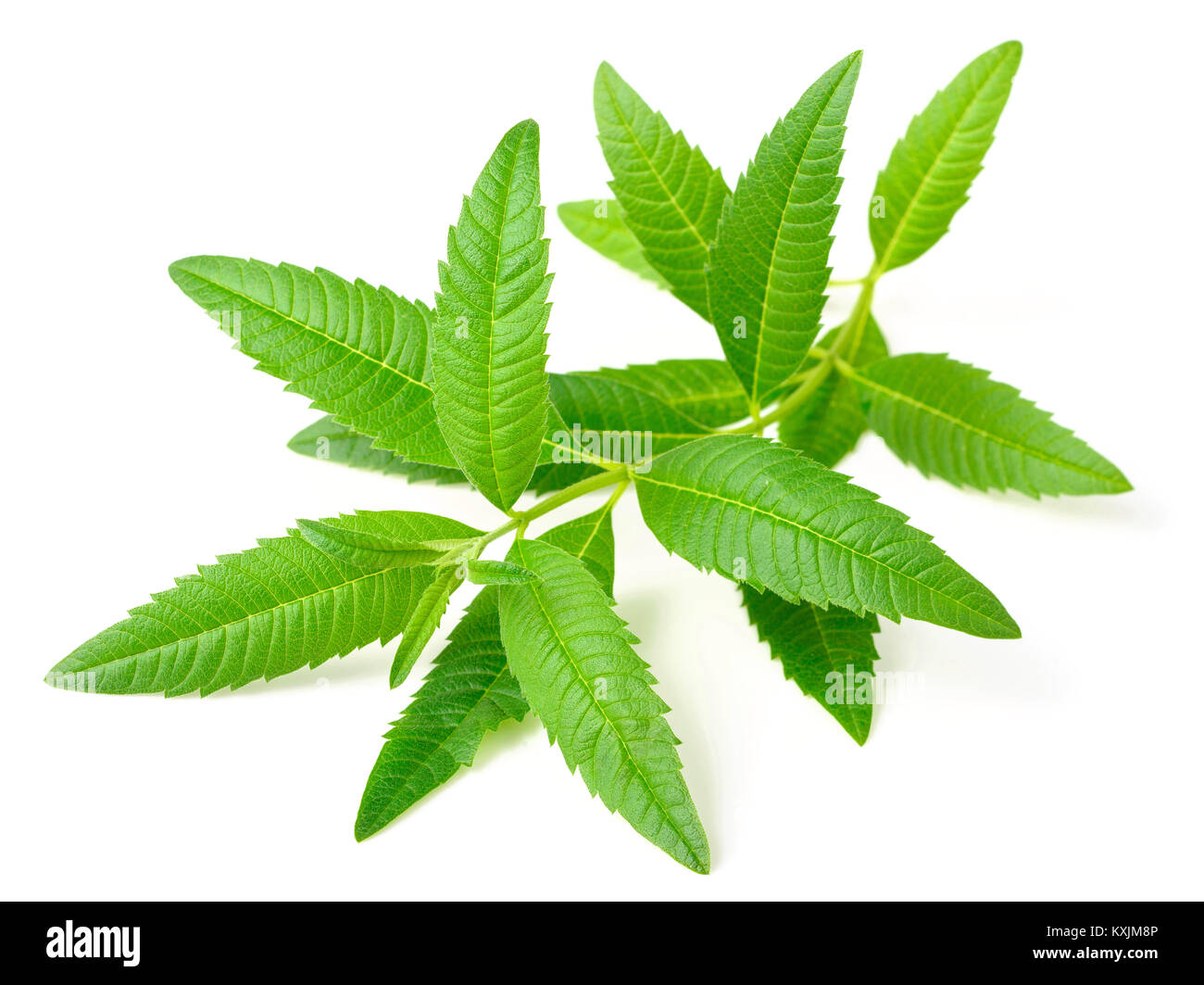 Verbena leaf hi-res stock photography and images - Alamy